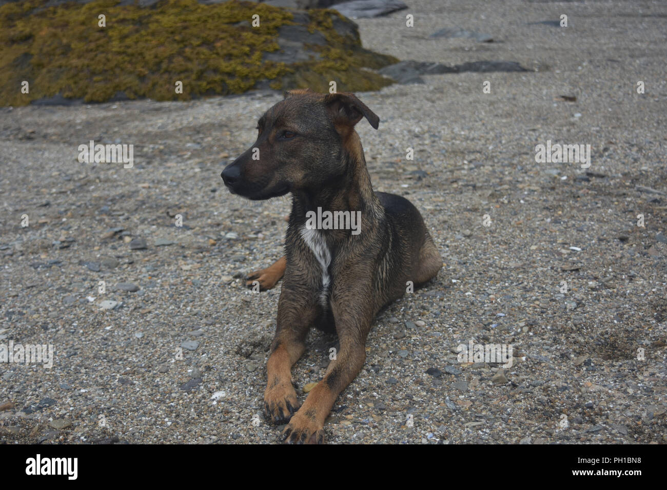 Aruba cunucu dog hi-res stock photography and images - Alamy