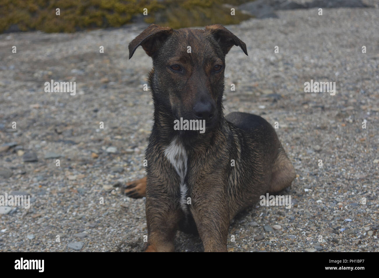 Arubian cunucu hi-res stock photography and images - Alamy