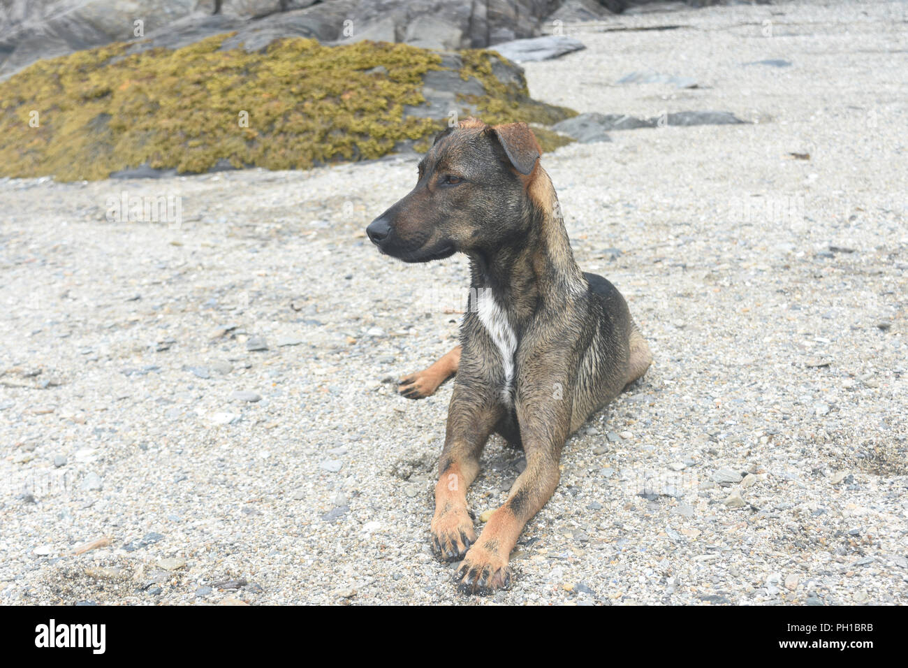 Cunucu pet dog laying down on a beach Stock Photo - Alamy