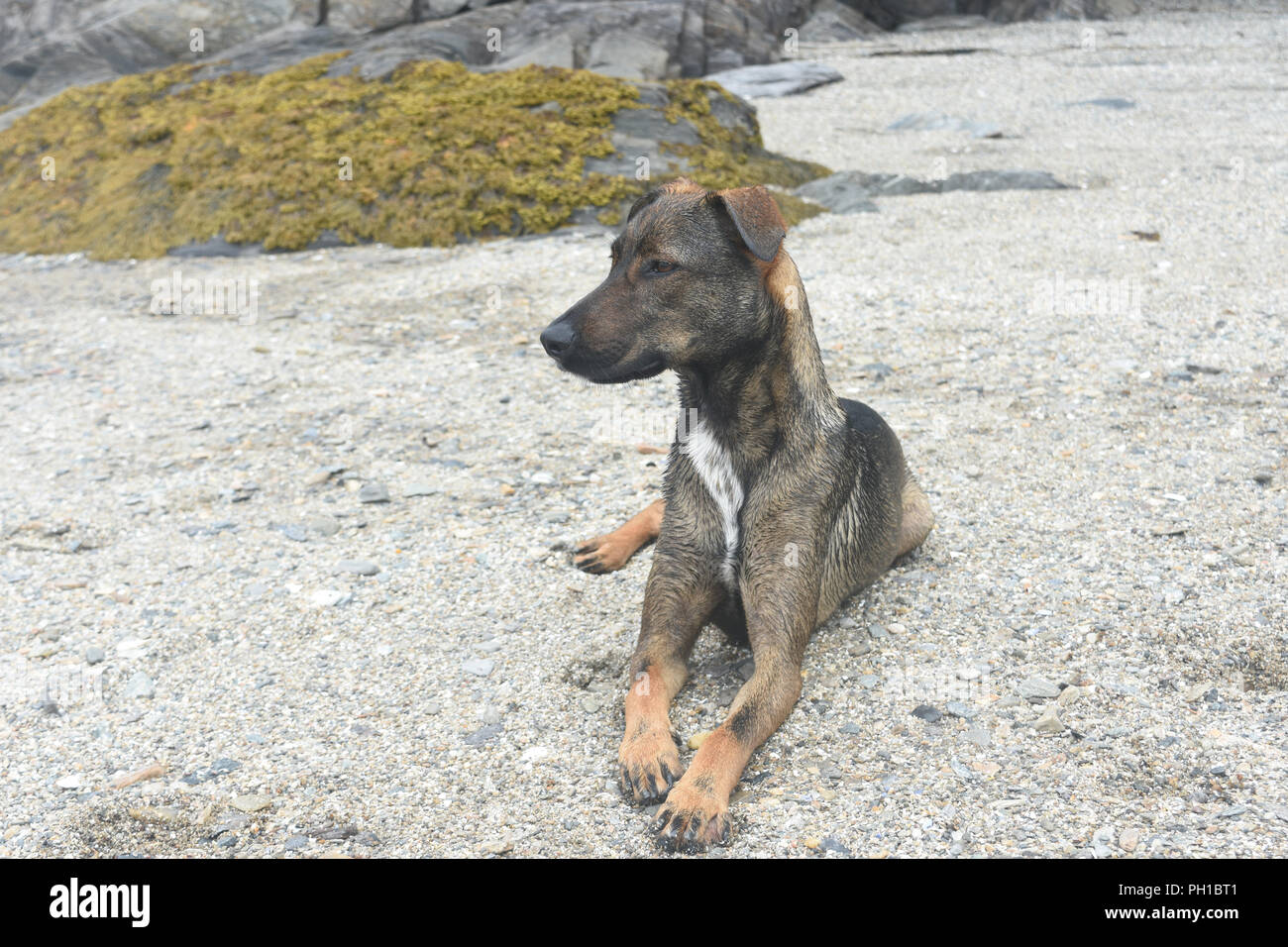 Aruba cunucu dog hi-res stock photography and images - Alamy