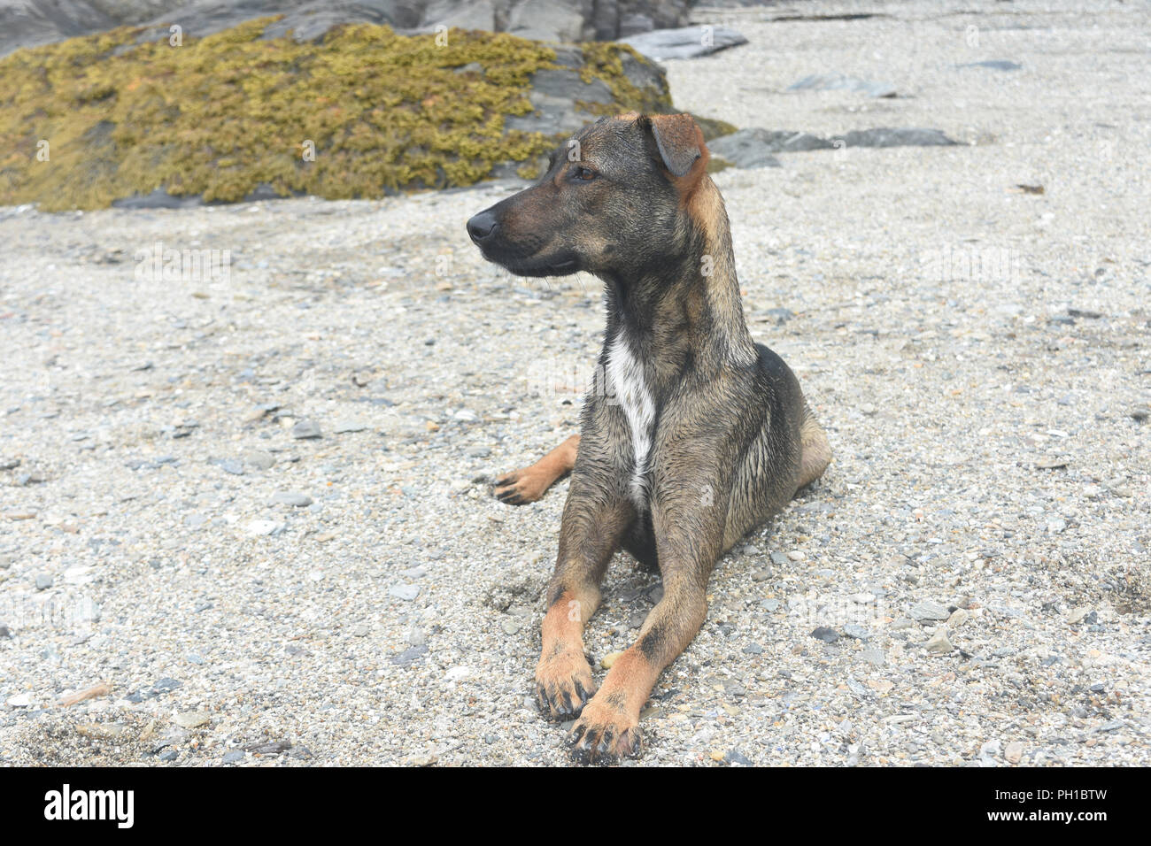 Precious cunucu dog laying on the beach looking up Stock Photo - Alamy