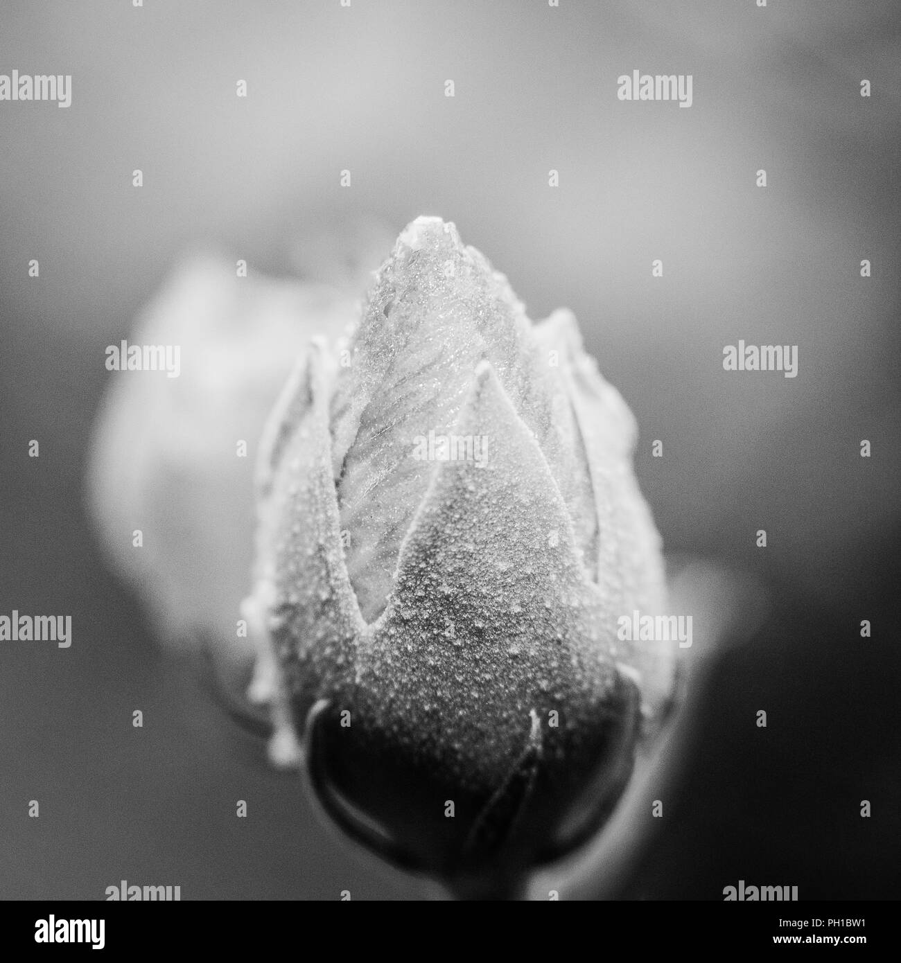 Plants flowers red rose Black and White Stock Photos & Images - Alamy