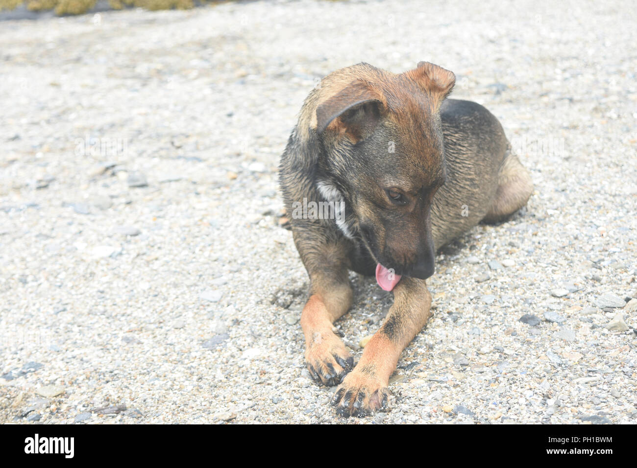Aruba cunucu dog hi-res stock photography and images - Alamy
