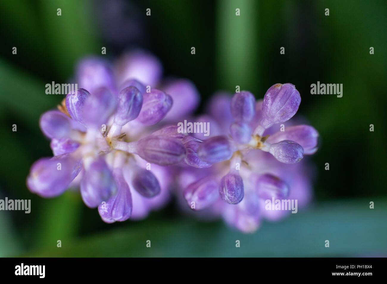 Purple Liriope Flowers in bloom Stock Photo - Alamy