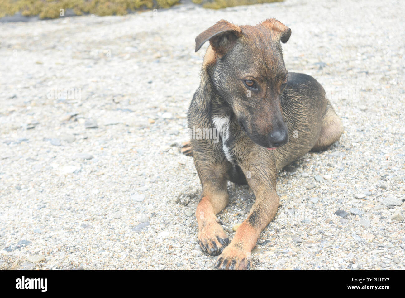 Aruba cunucu hi-res stock photography and images - Alamy