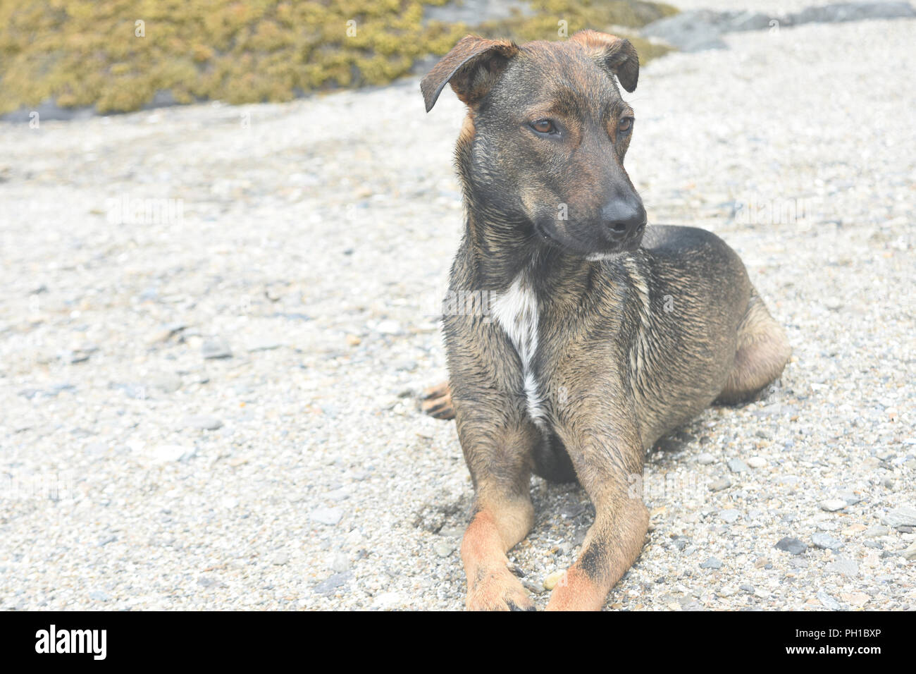 Aruba cunucu dog hi-res stock photography and images - Alamy