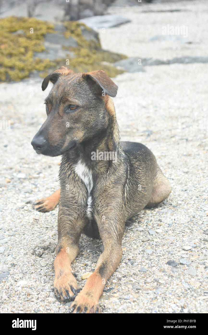 Arubian Cunucu High Resolution Stock Photography and Images - Alamy