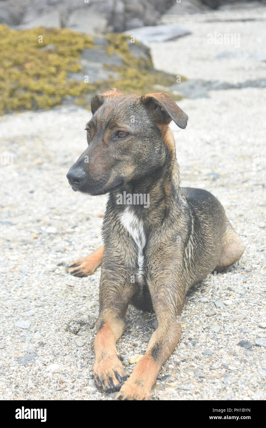 Arubian cunucu hi-res stock photography and images - Alamy