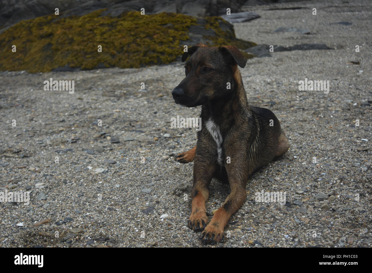 Aruba cunucu dog hi-res stock photography and images - Alamy