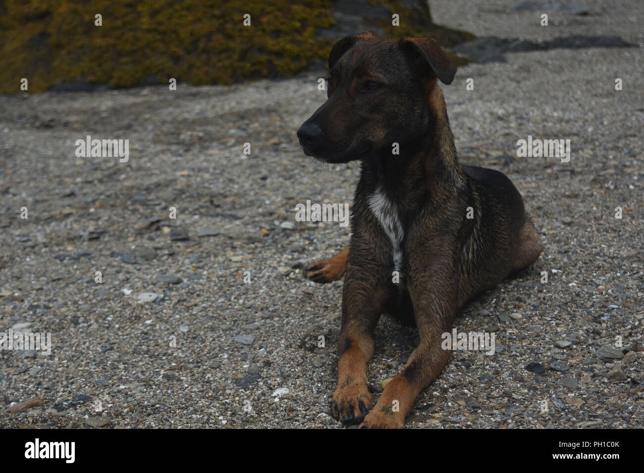 Arubian cunucu hi-res stock photography and images - Alamy