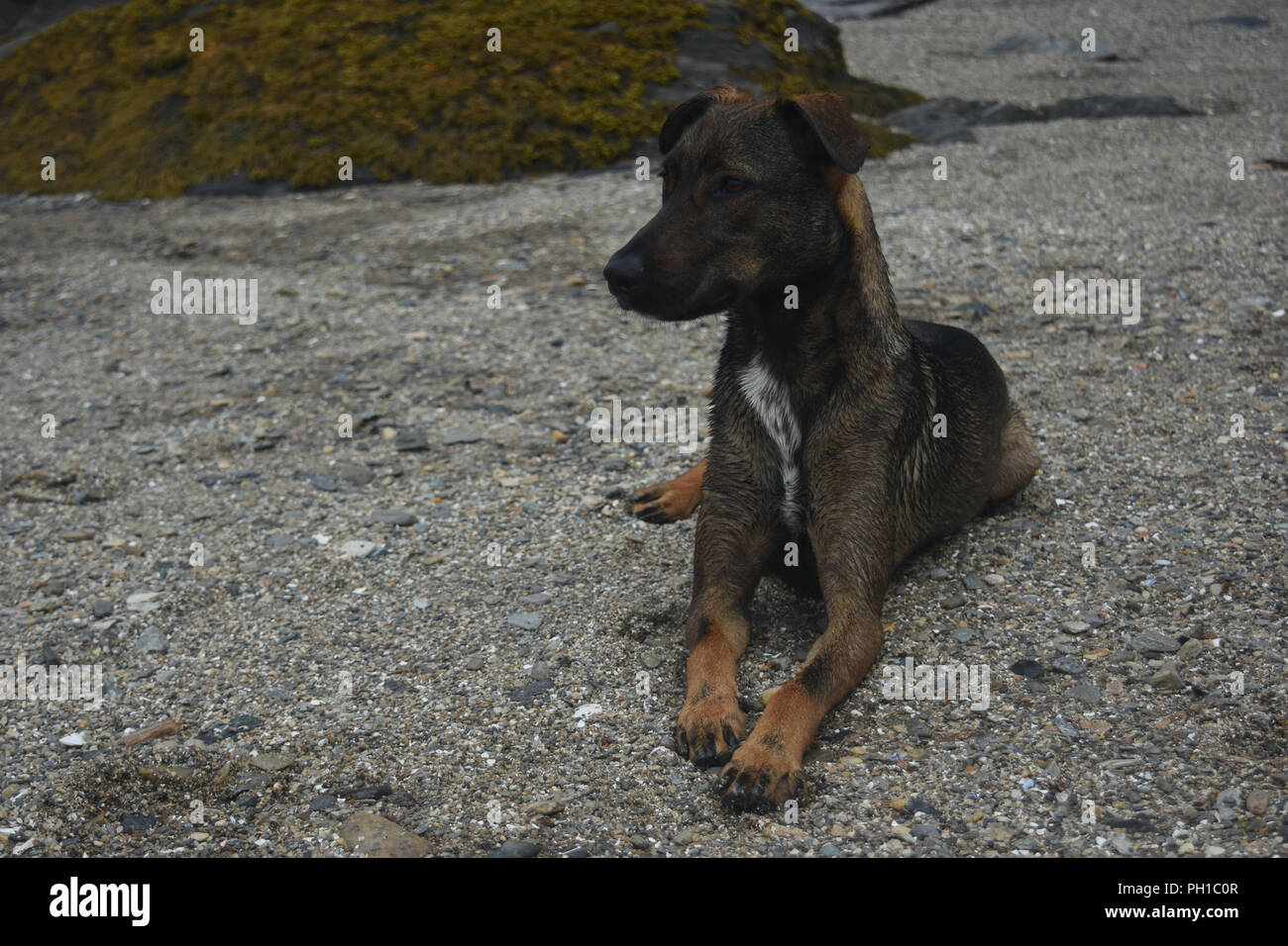 Gorgeous arubian cunucu dog resting on a beach Stock Photo - Alamy