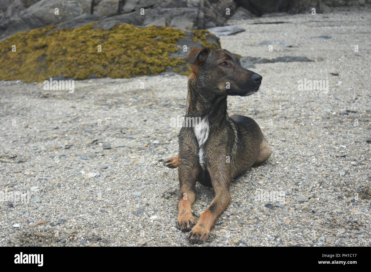 Aruba cunucu dog hi-res stock photography and images - Alamy