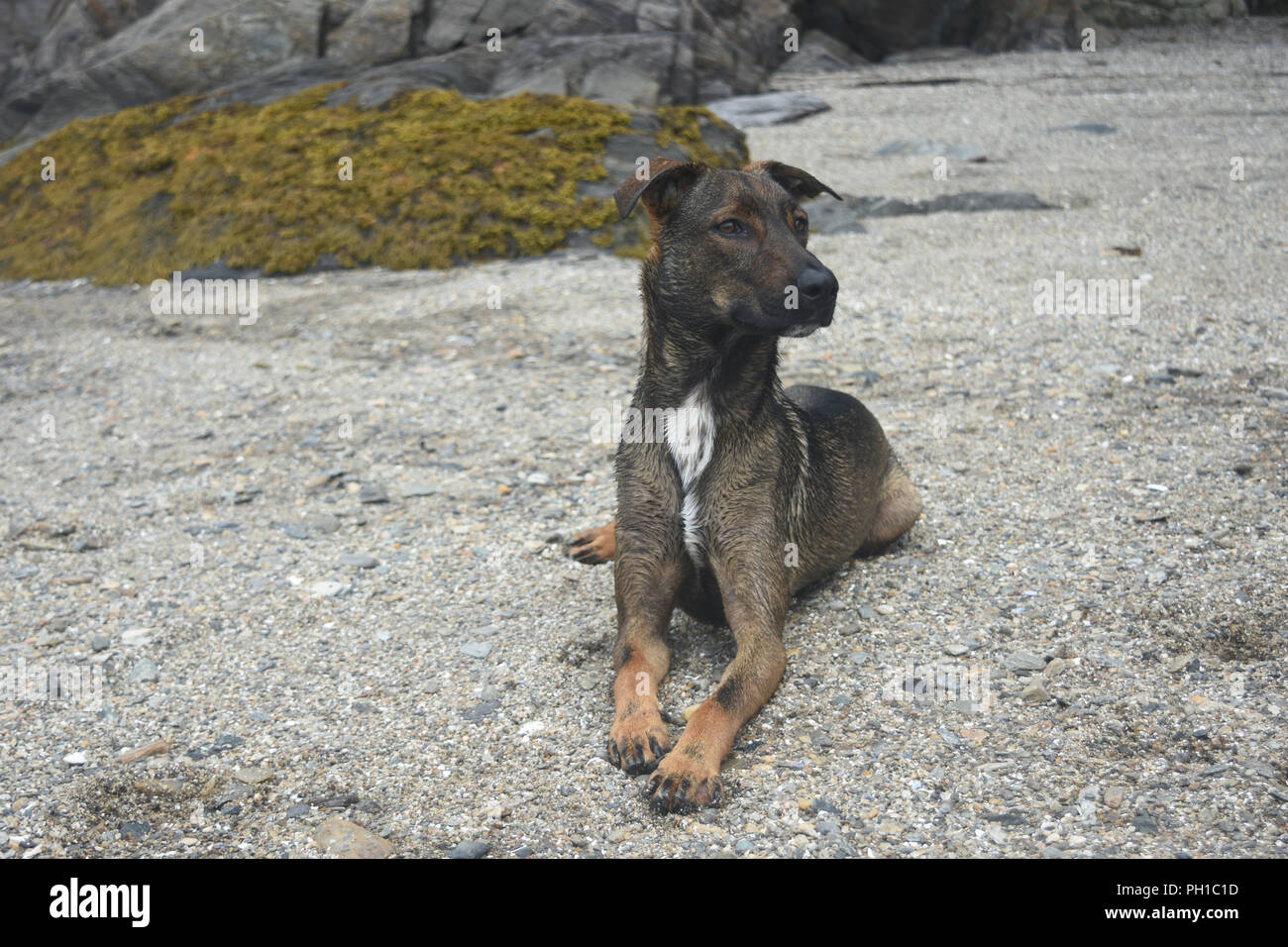 Aruba cunucu dog hi-res stock photography and images - Alamy