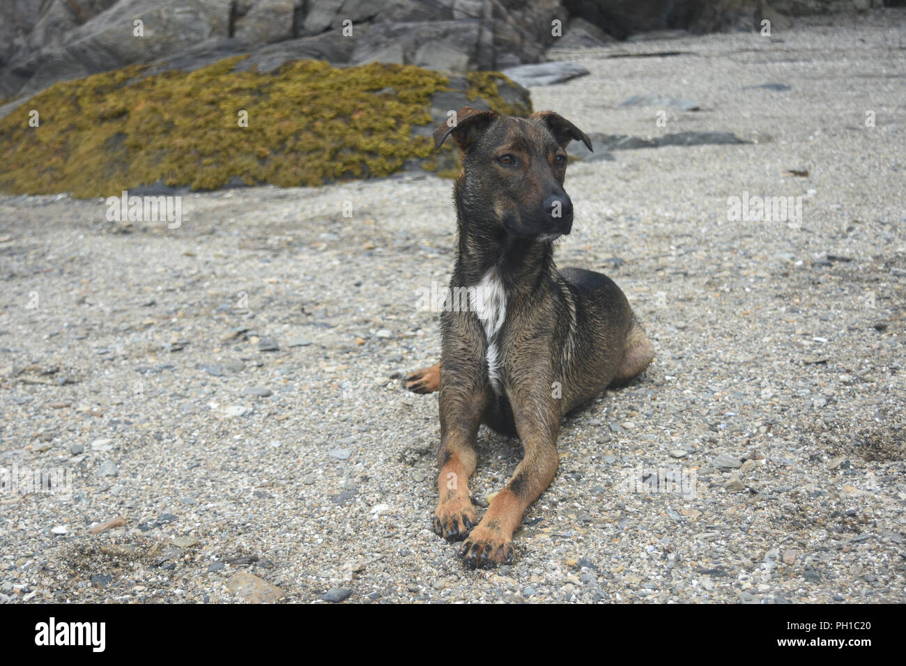 Aruban cunucu hi-res stock photography and images - Alamy