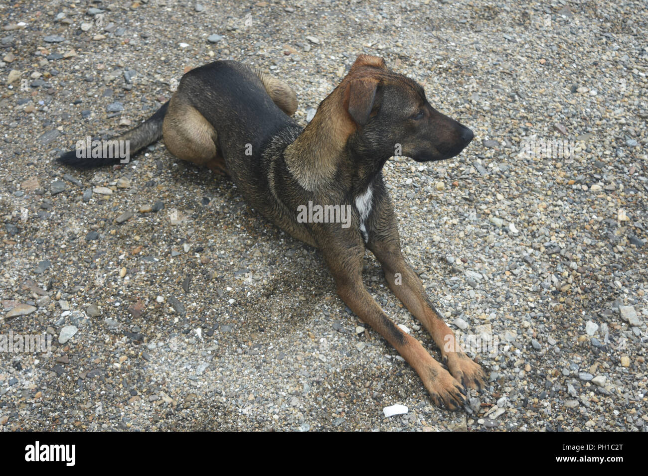 Arubian cunucu dog hound laying on the ground Stock Photo - Alamy