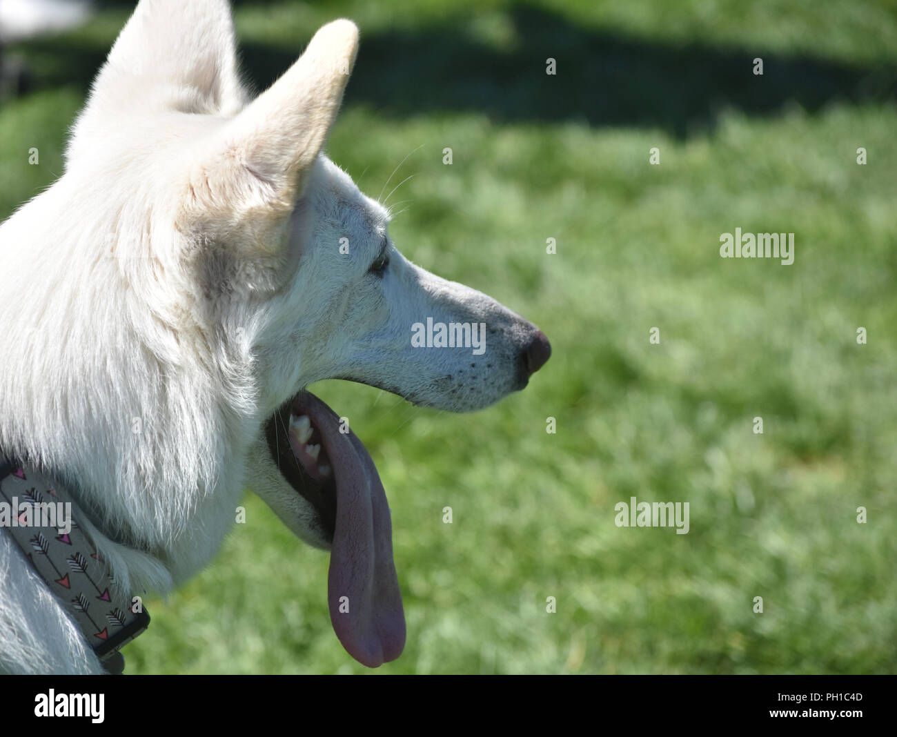 Beautiful profile of a white German shepherd dog Stock Photo - Alamy