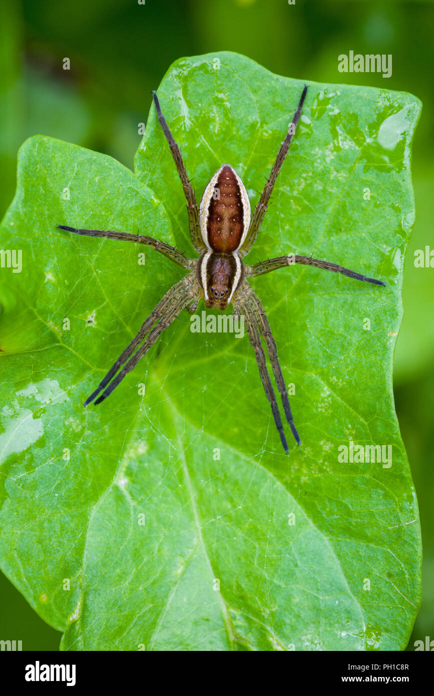 Raft spider hi-res stock photography and images - Alamy
