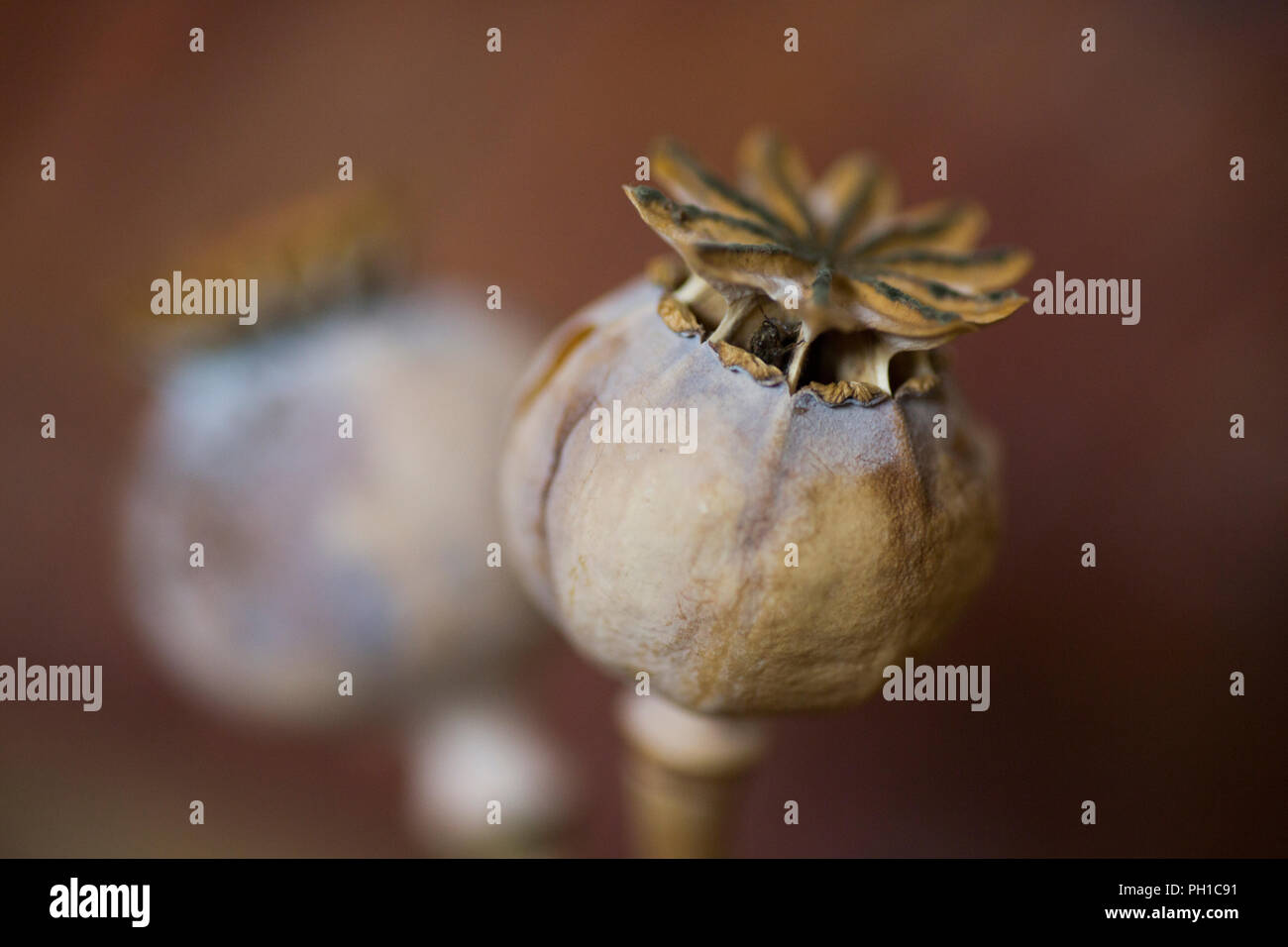 close up of dried poppy seed head against a brown background fine art ...