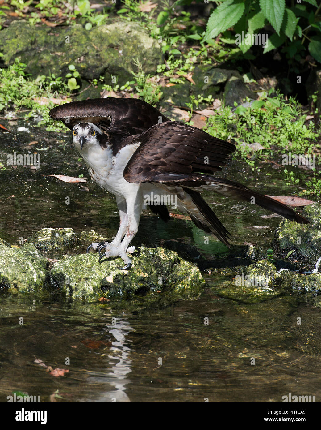 Osprey Bird with its wings spread by the water enjoying its surrounding ...