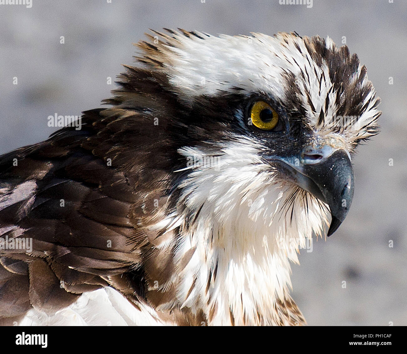 Osprey Bird close up enjoying its surrounding Stock Photo - Alamy