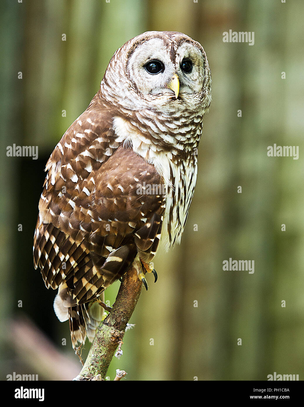 Owl body hi-res stock photography and images - Alamy
