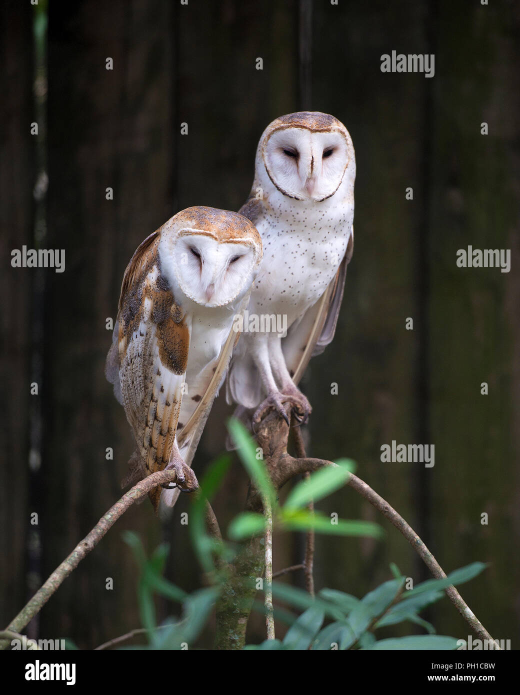 Owl bird couple enjoying its surrounding Stock Photo - Alamy