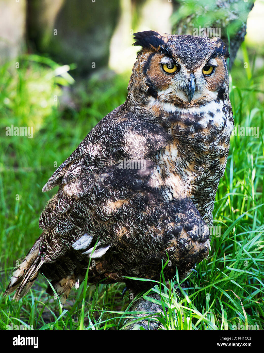 Owl Body High Resolution Stock Photography and Images - Alamy