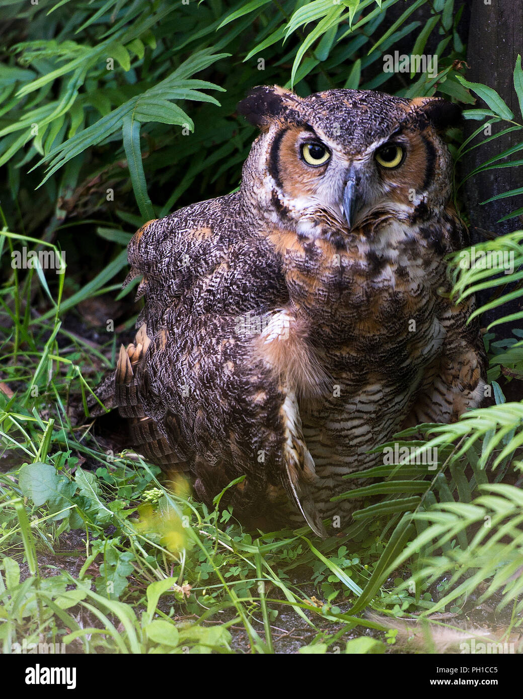 Owl Body High Resolution Stock Photography and Images - Alamy