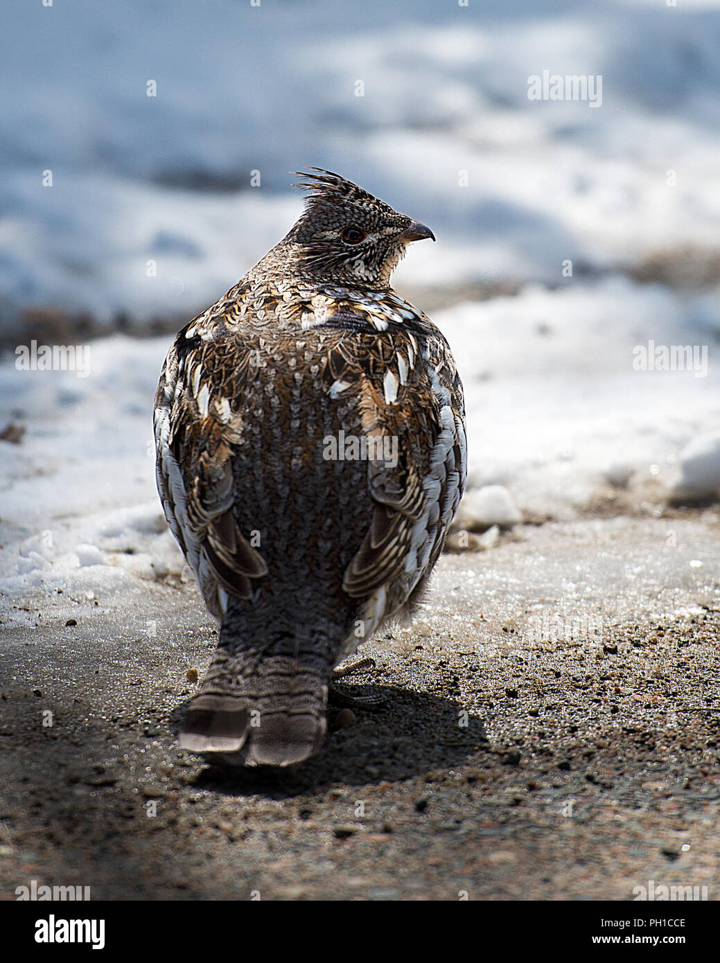 Partridge bird calendar photos hi-res stock photography and images - Alamy