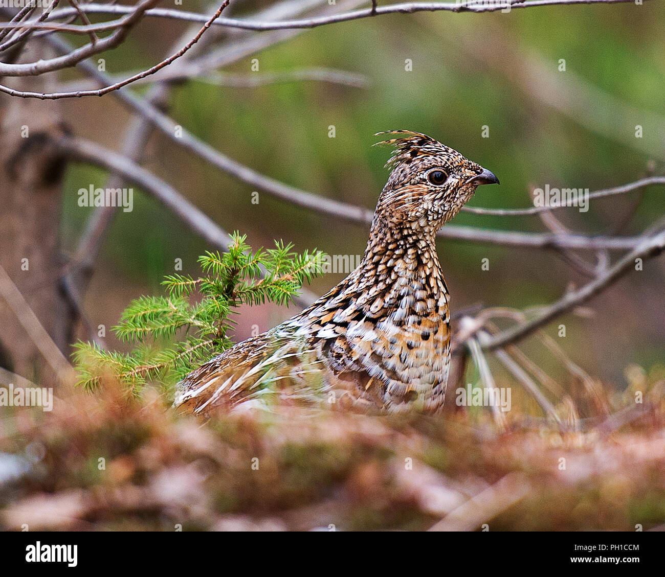 Partridge bird hi-res stock photography and images - Alamy
