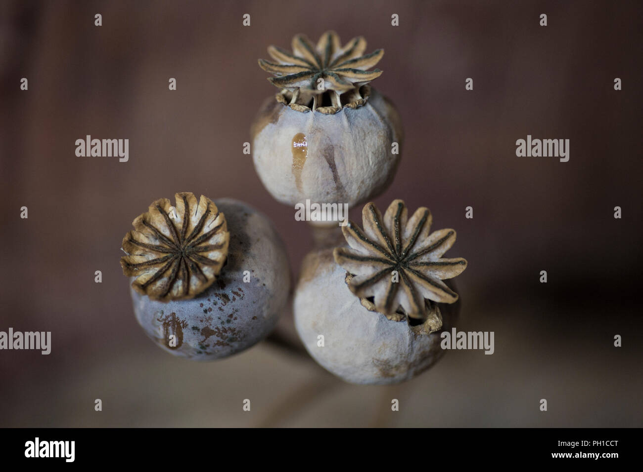 close up of dried poppy seed head against a brown background fine art ...