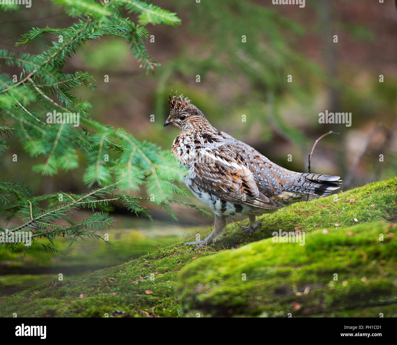 Partridge bird calendar photos hi-res stock photography and images - Alamy