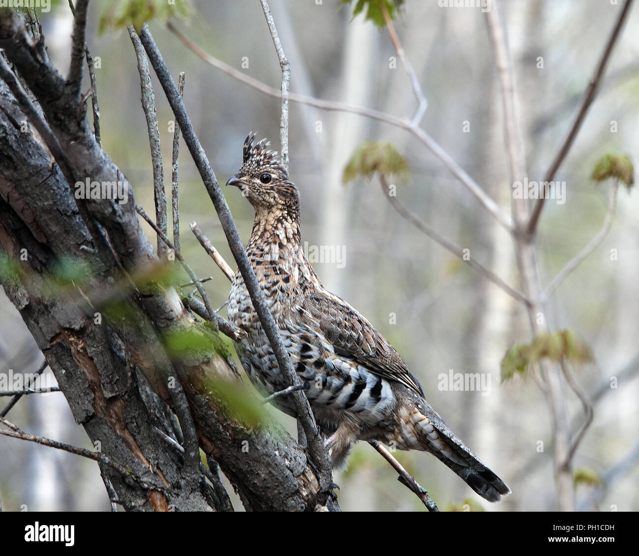 Partridge bird perched on a tree branch with a bokeh background ...