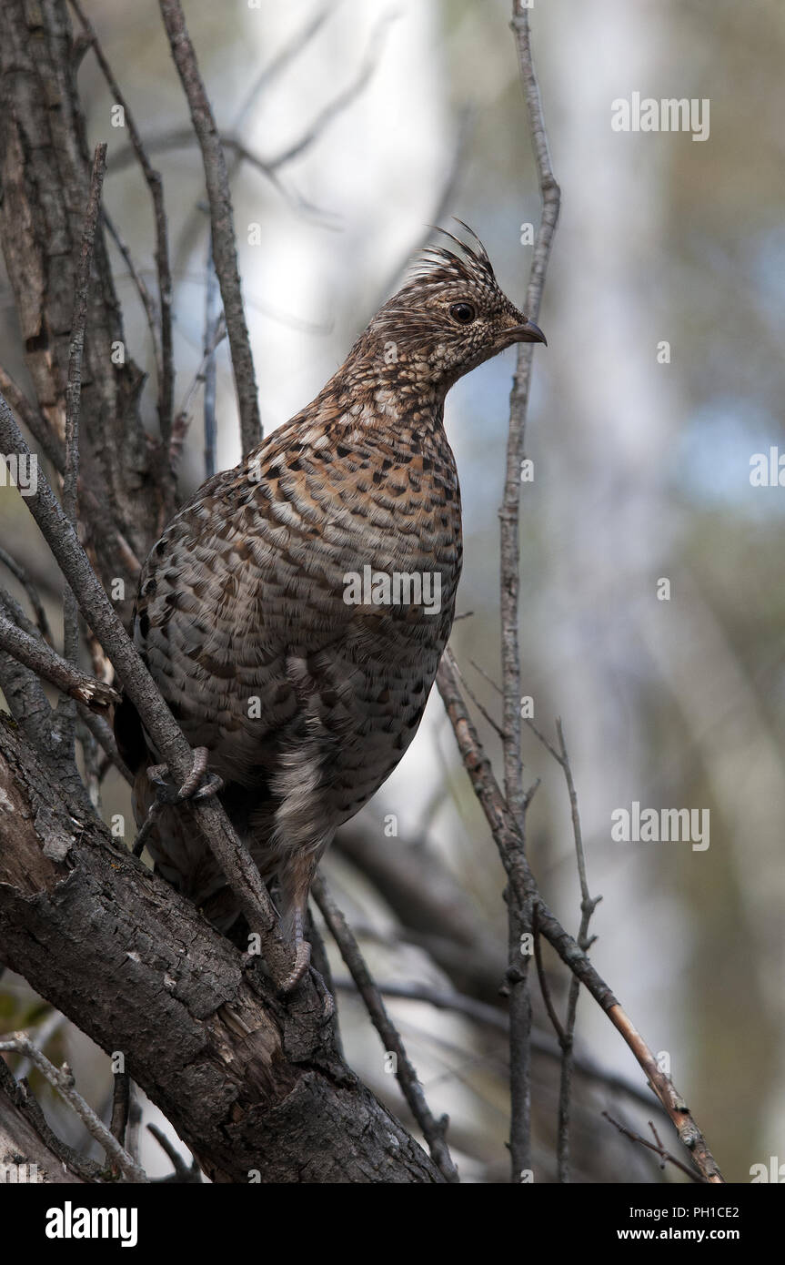 Partridge bird enjoying its surrounding Stock Photo - Alamy