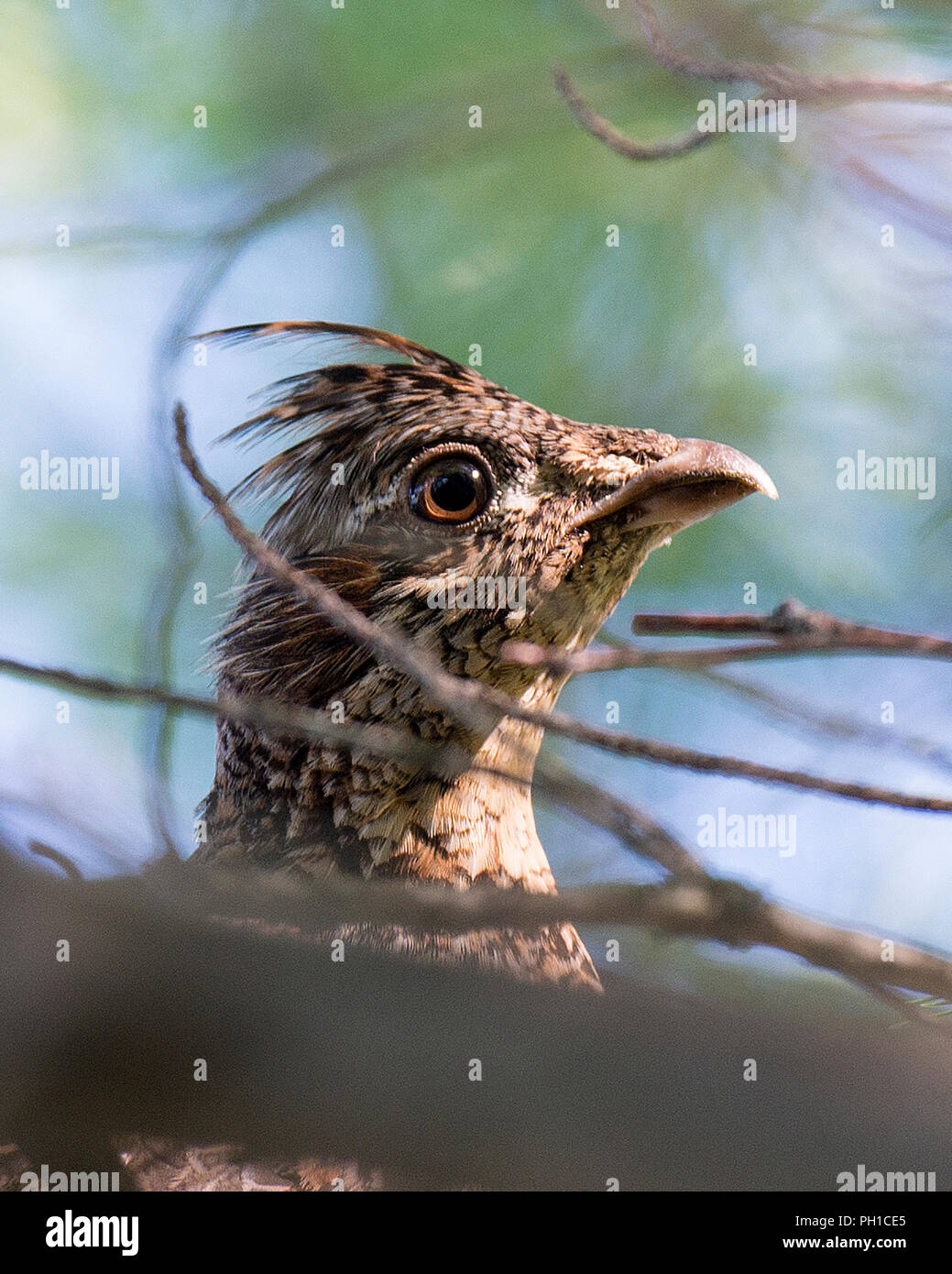 Partridge calendar photos hi-res stock photography and images - Alamy