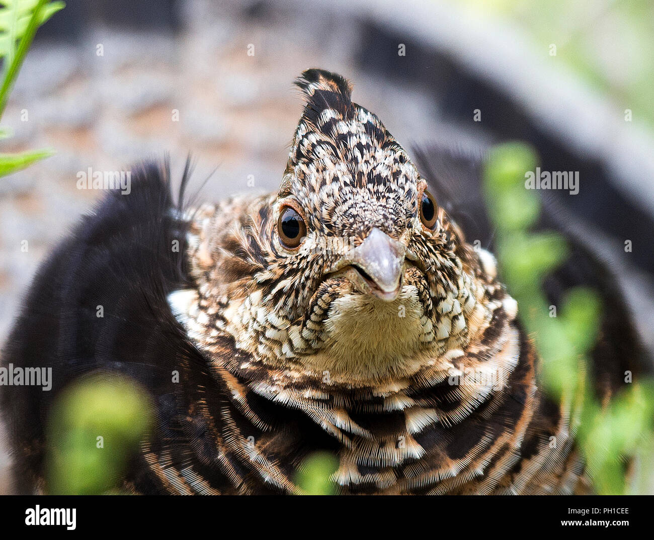 Partridge bird enjoying its surrounding. Close-up of the partridge head ...
