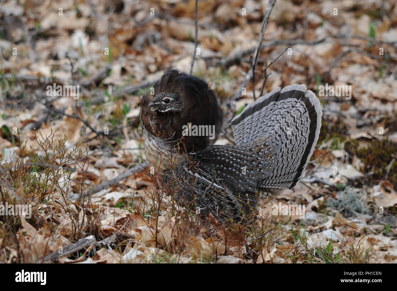 Partridge bird with its tail spread enjoying its surrounding Stock ...