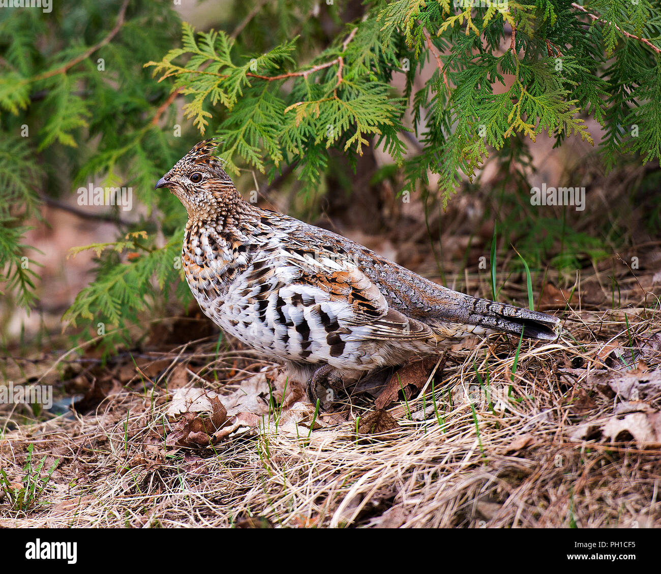 Partridge bird enjoying its surrounding Stock Photo - Alamy