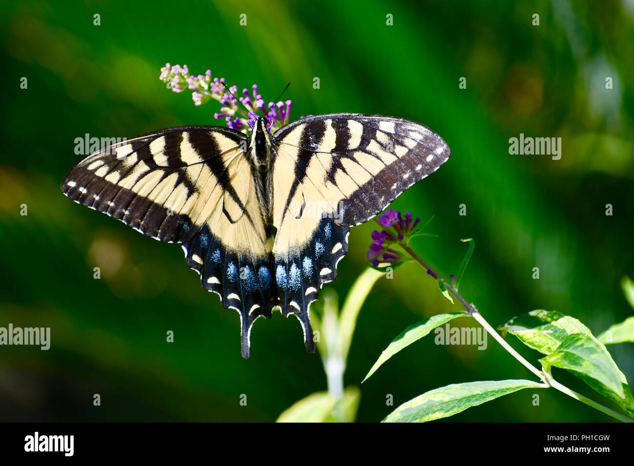yellow swallowtail butterfly Stock Photo - Alamy