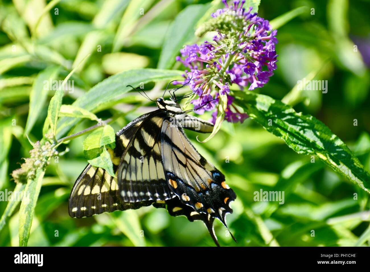 yellow swallowtail butterfly Stock Photo - Alamy