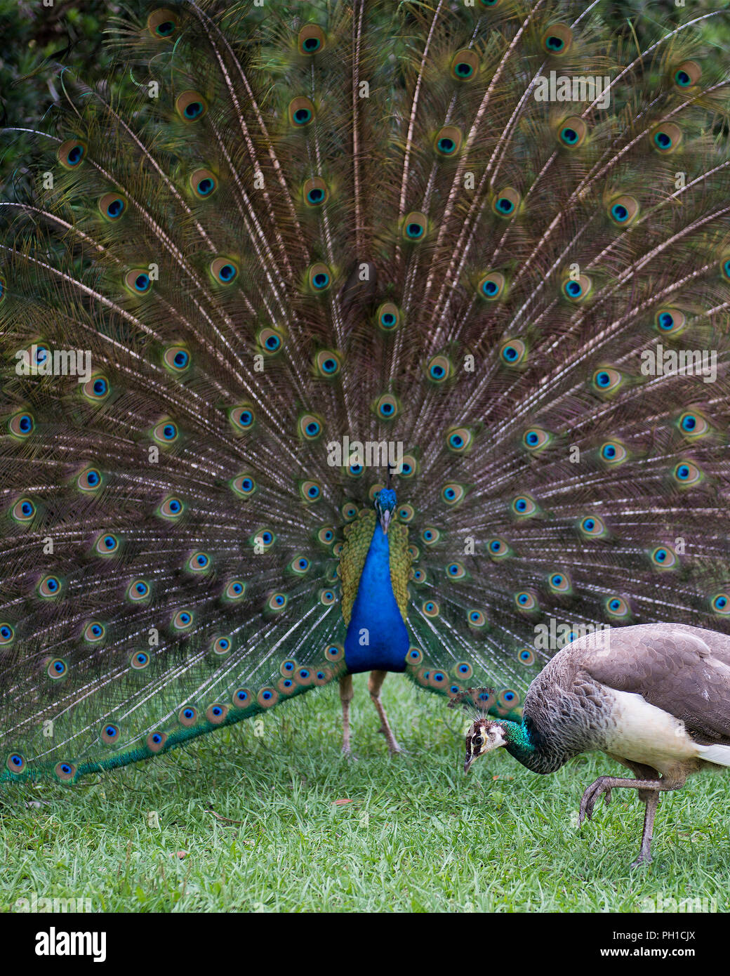 Peacock Bird Displaying His Plumage Enjoying Its Surrounding Stock
