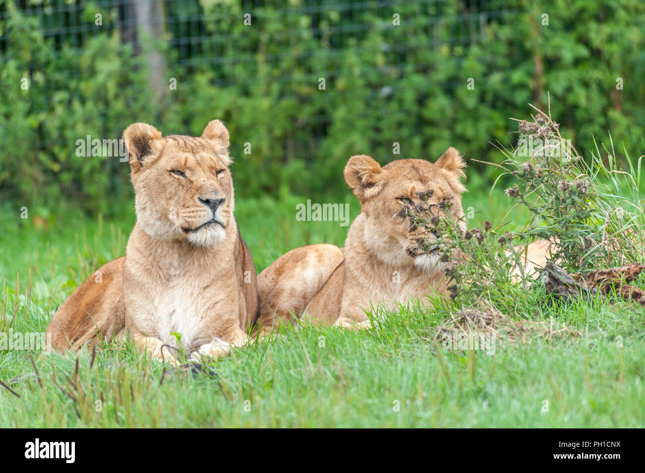Longleat Safari Park Lord Bath High Resolution Stock Photography and ...