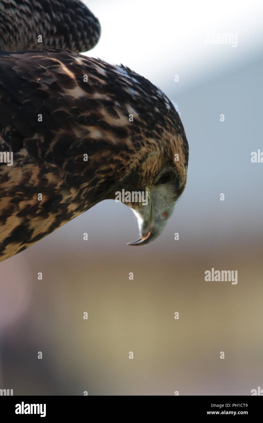 Raptor feather hi-res stock photography and images - Alamy