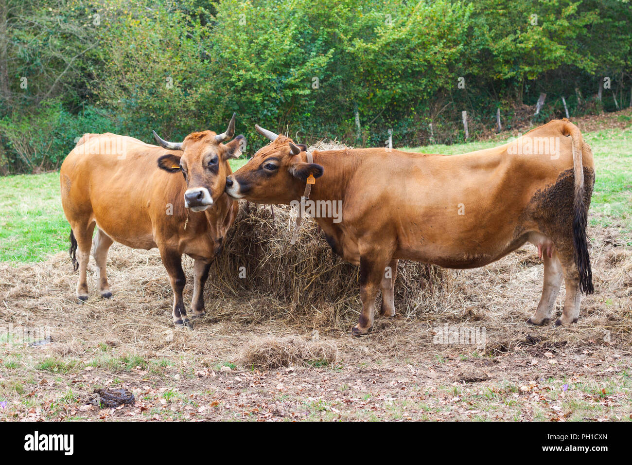 Two brown cows hi-res stock photography and images - Alamy