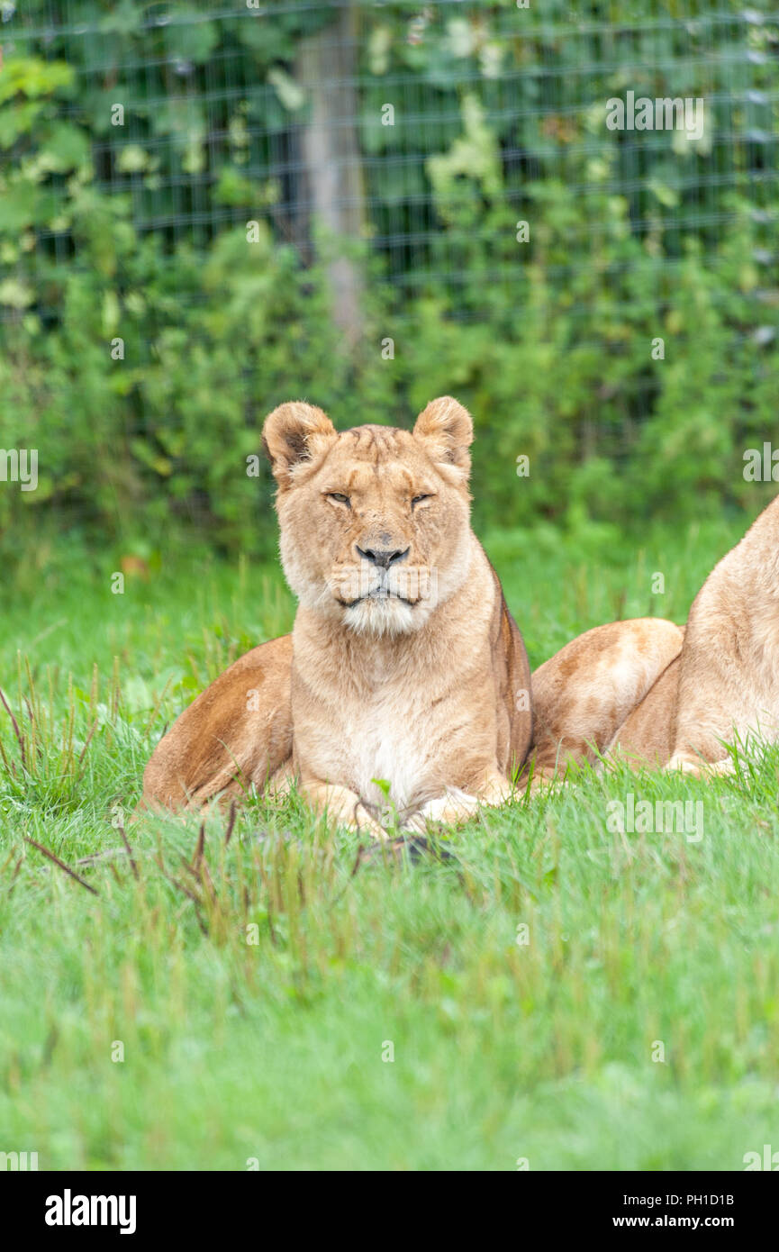 lions at longleat Stock Photo - Alamy