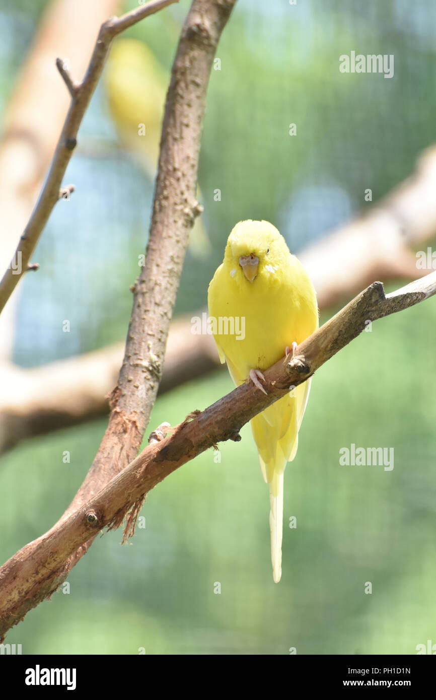 Adorable Yellow Budgie Bird in the Summer Stock Photo - Alamy