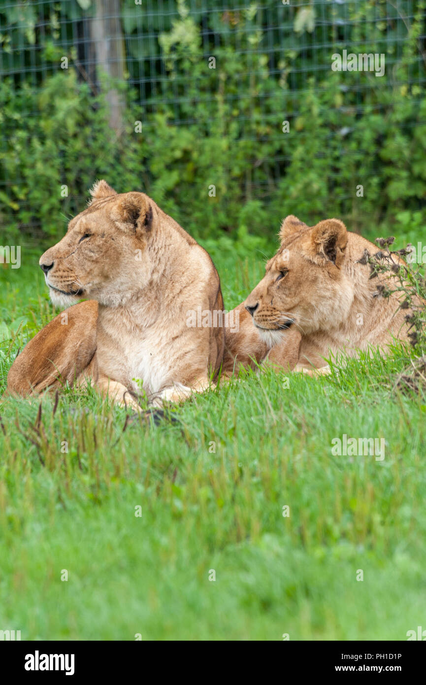 lions at longleat Stock Photo - Alamy