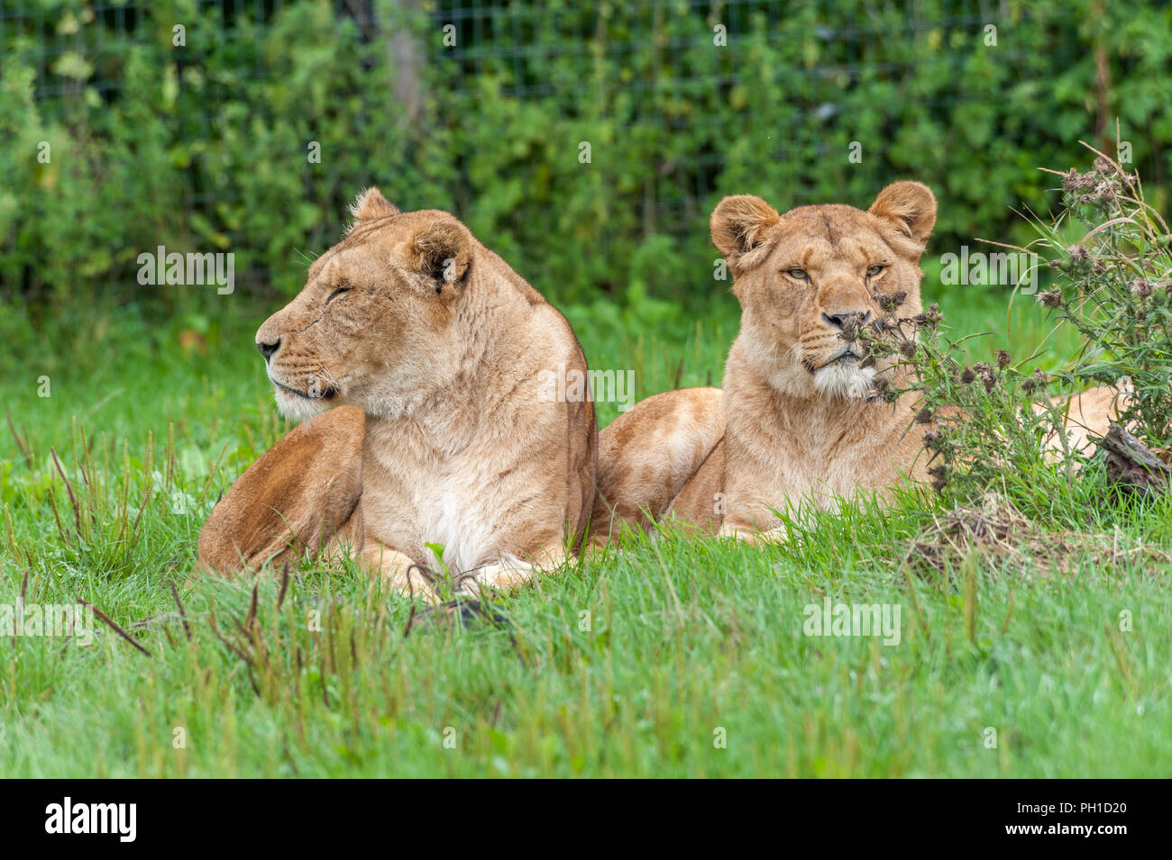 lions at longleat Stock Photo - Alamy