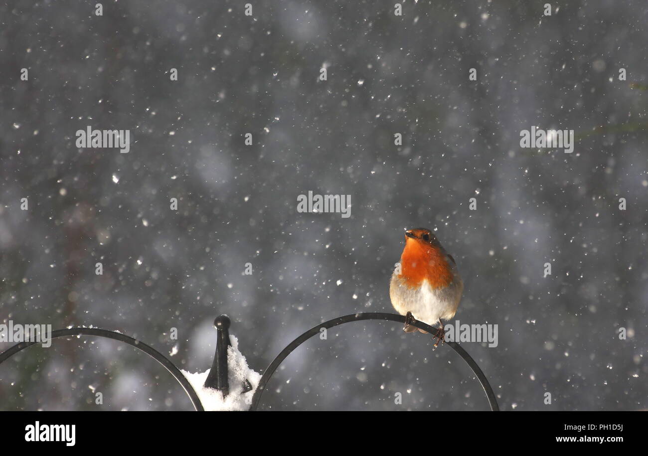 Robin in snow Stock Photo - Alamy