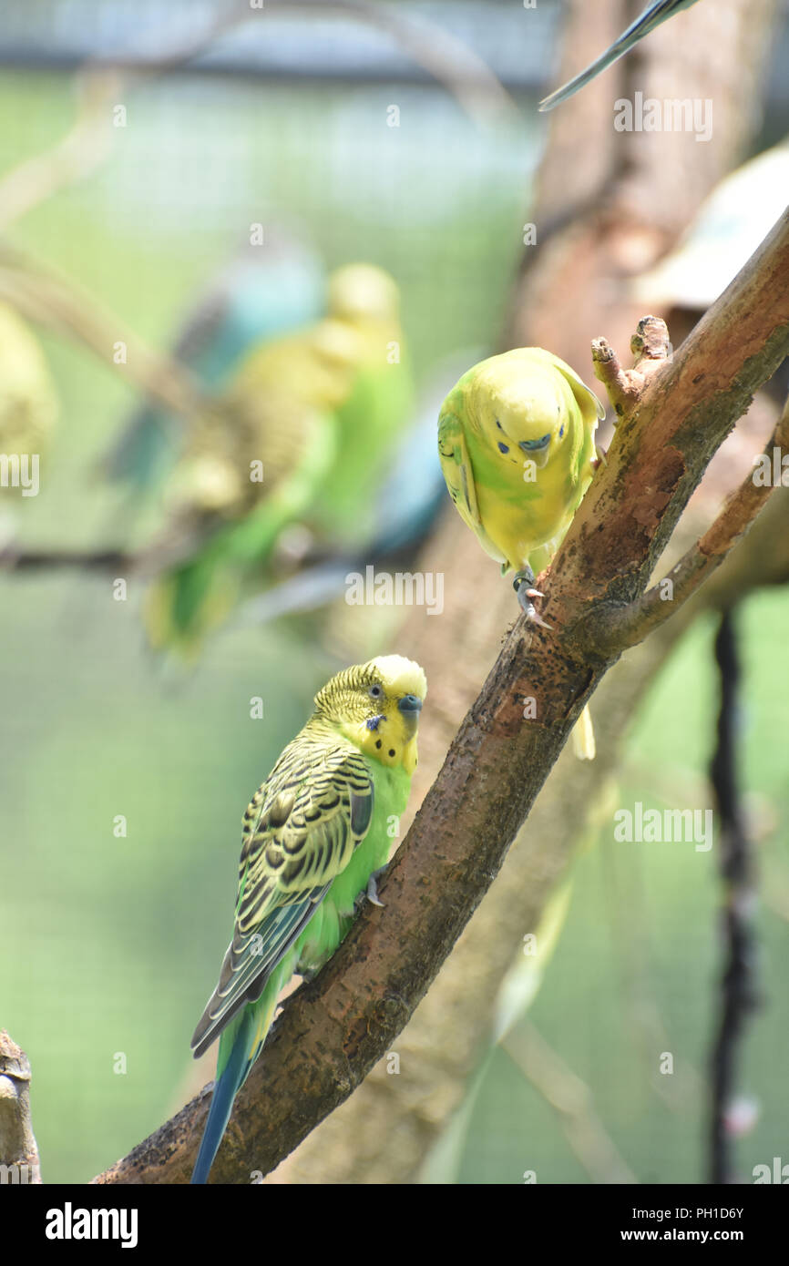 Cute Yellow Parakeets